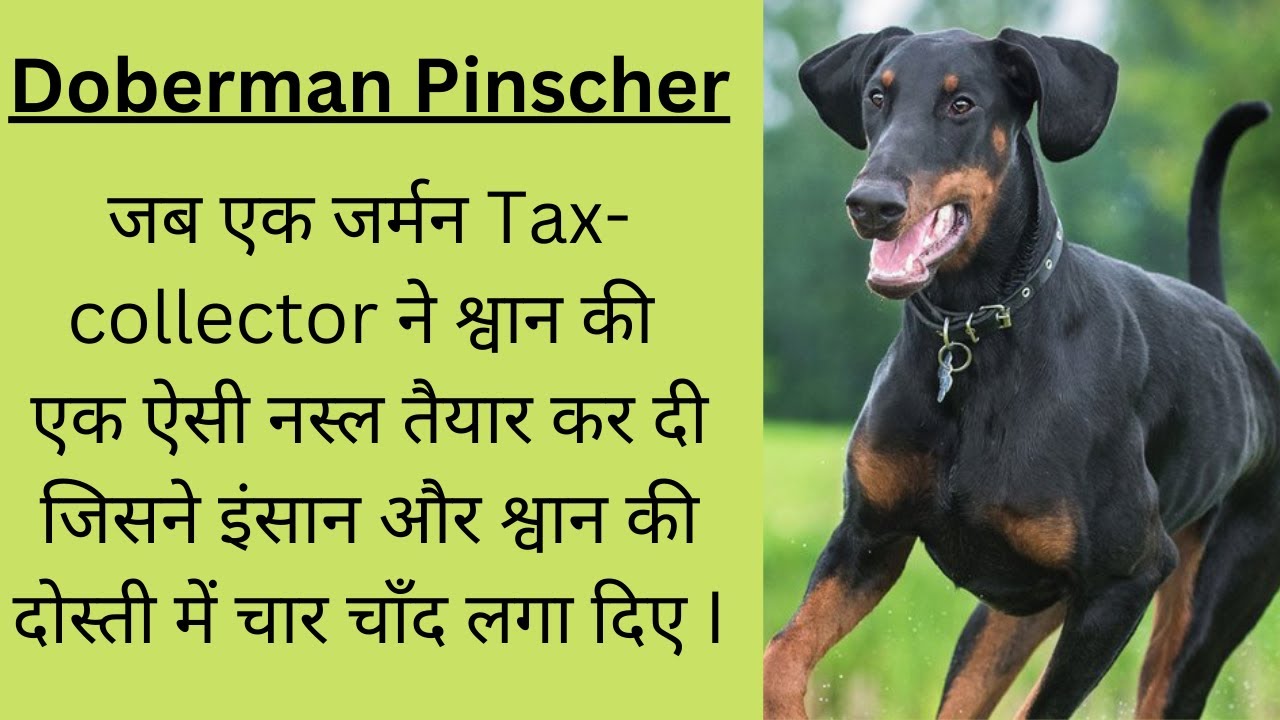 Amazing Facts: Doberman Pinscher I Karl Friedrich Louis Doberman I ...