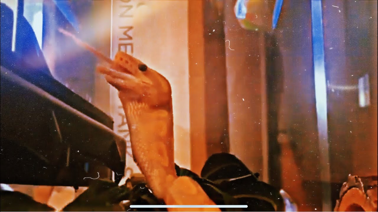 Time Lapse of My Ball Python Eating a Rat! - YouTube