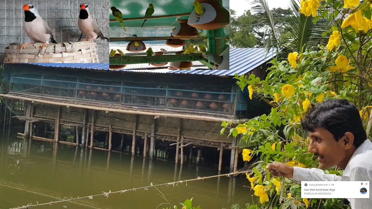 Bird Farm Aviary In the Nature on the Water / Finches Budgies Java ...