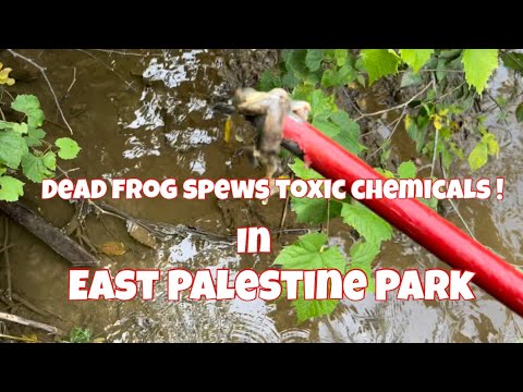 10-4-23 (film date 9-24-23) Toxic Leslie Run Creek in the park. - YouTube