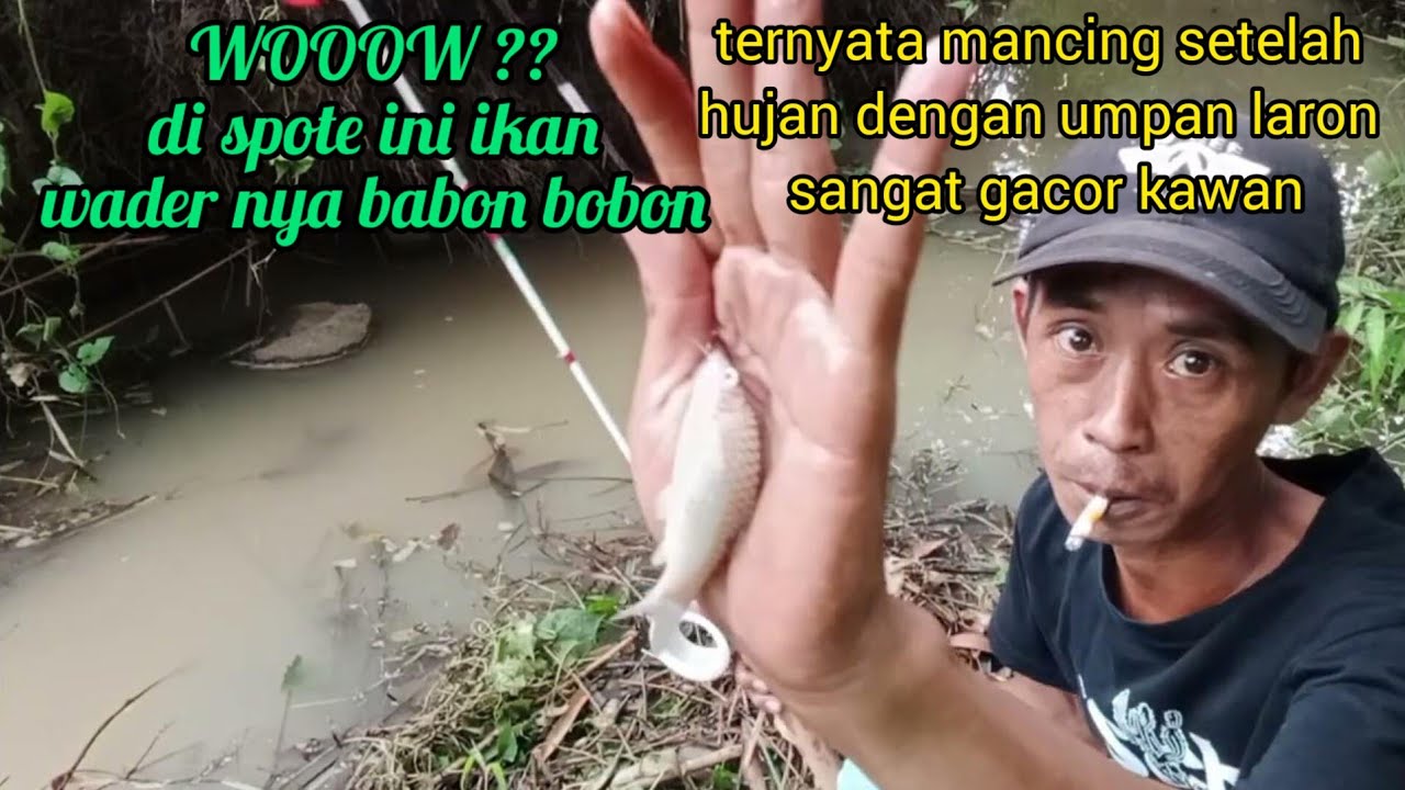 MANCING !! di selokan setelah hujan pake umpan laron sangat gacor..#mancing ikan wader ikan lele ...