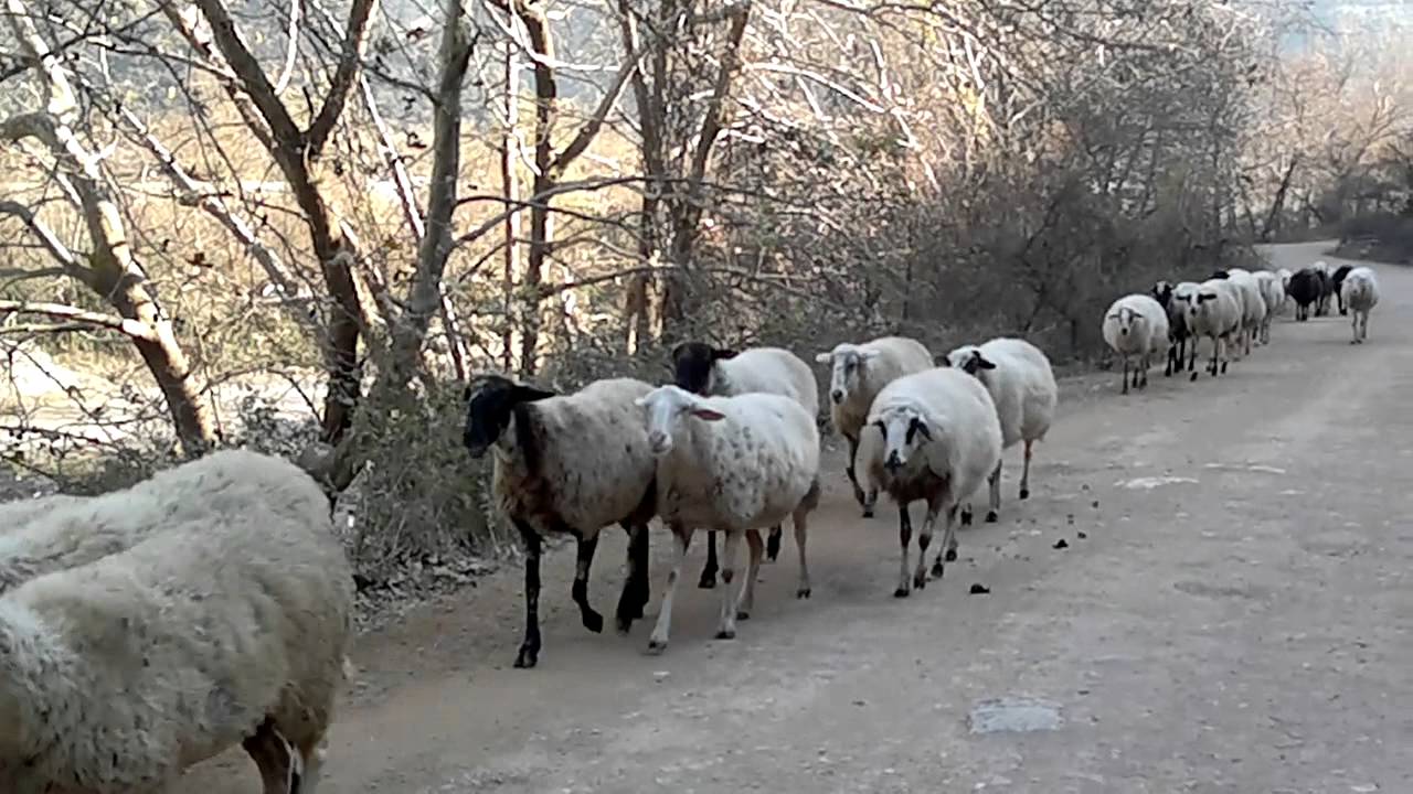 ΠΡΟΒΑΤΑ ΣΤΟ ΜΠΕΛΕΣ - YouTube