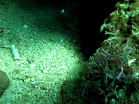 large rock scallop closing on approach, then moray eels, a large then a ...