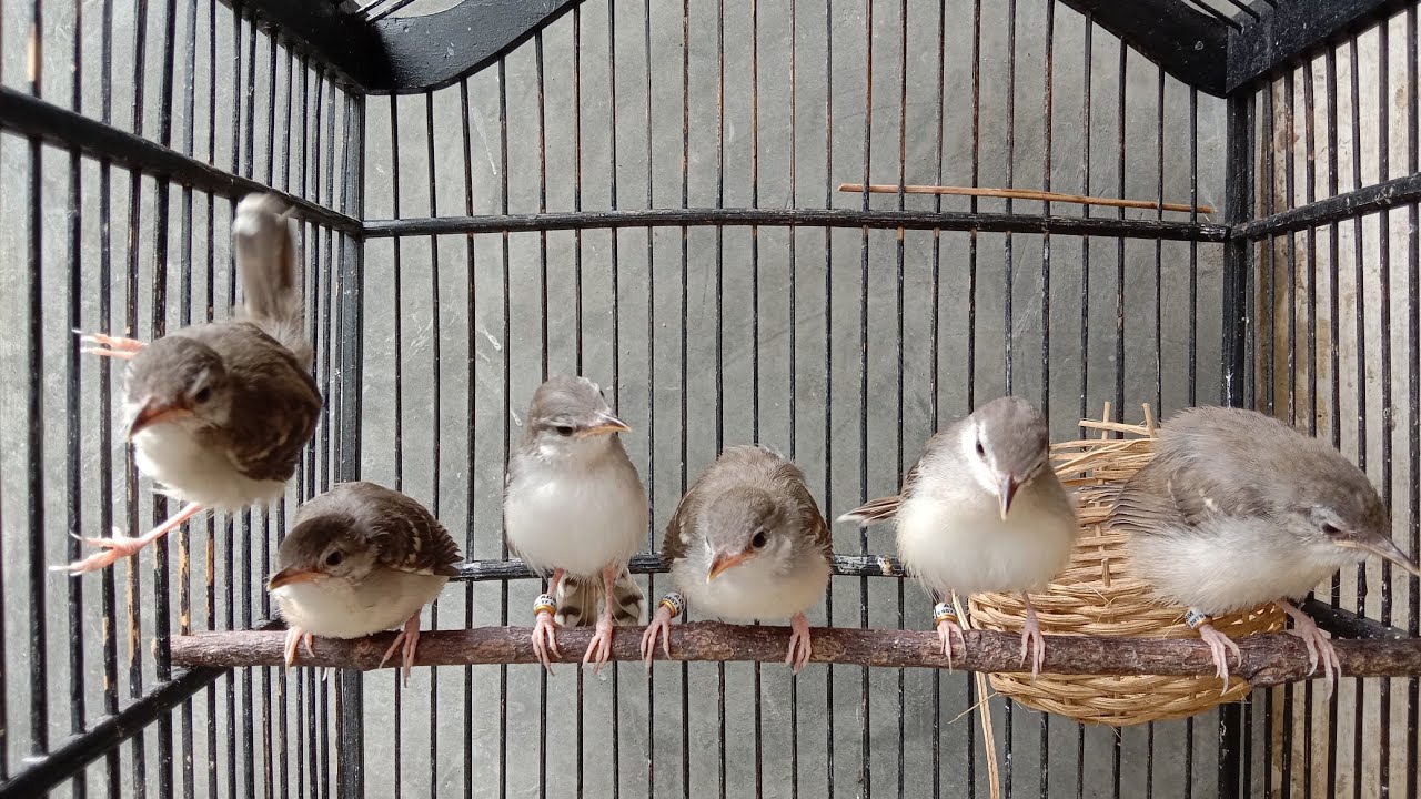 Jual Anakan Burung Ciblek kristal Usia Satu Bulan.Ciblek Asli ...