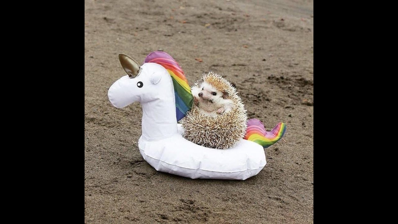 วิธีเป็น Proplayer (Paci) free fire (fy) - YouTube