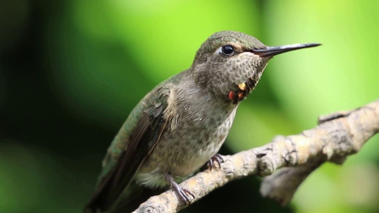 Fledgling/Juvenile Male Anna's Hummingbird Sings His Song - YouTube