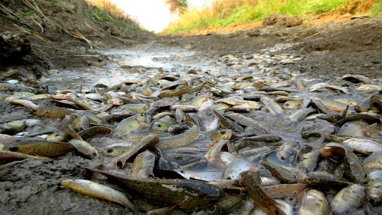 Amazing Saving Fish From Bird And Catching Fish In Mud - YouTube