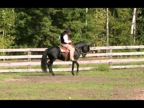 Black Morgan Stallion at Stud~JMF True North - YouTube