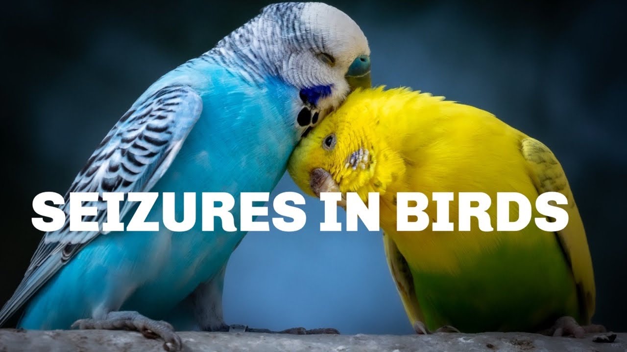Seizures in Birds #pets #budgies #animals #parakeets - YouTube