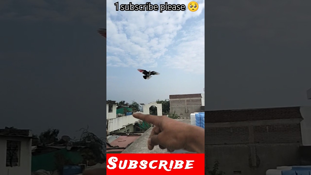 please 1 subscribe 🙏 my channel #trending #youtubeviralshorts - YouTube