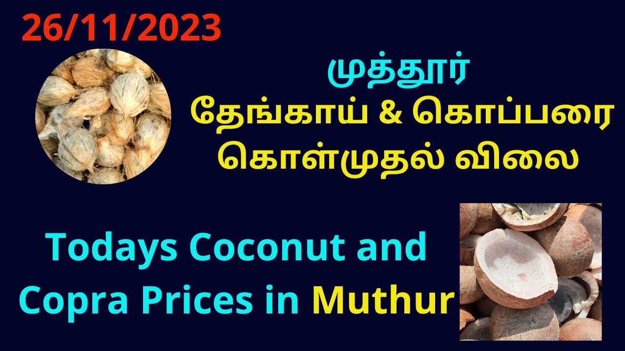 Coconut And Copra Trading Mandi | முத்தூர் தேங்காய் & கொப்பரை ஏலம் ...