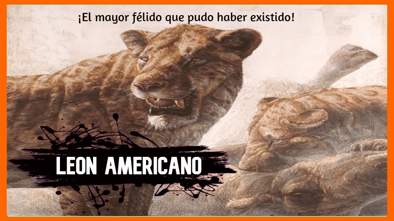 LEON AMERICANO || Mini Documental 😱 - YouTube