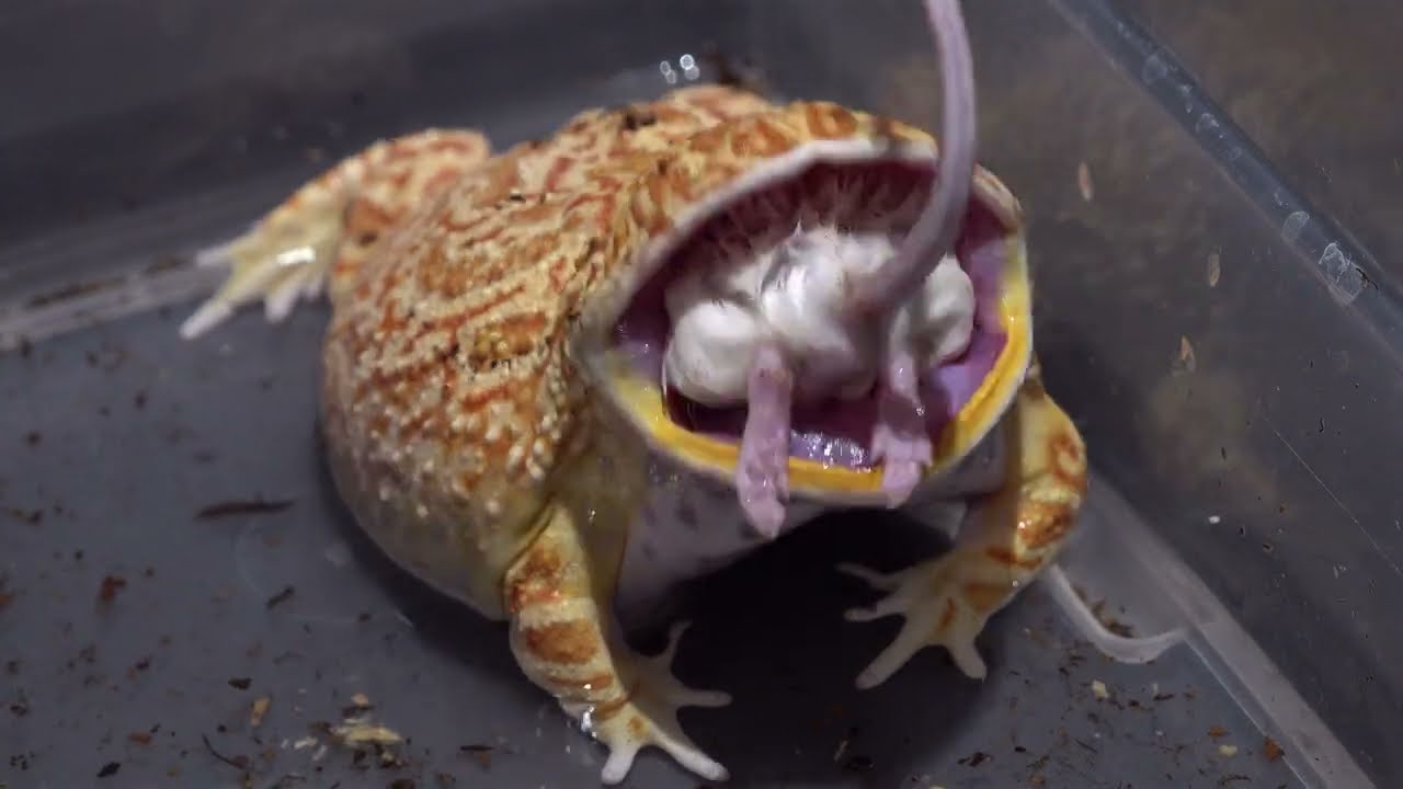 Frog Chomps Down A Mouse / Warning Live Feeding - YouTube