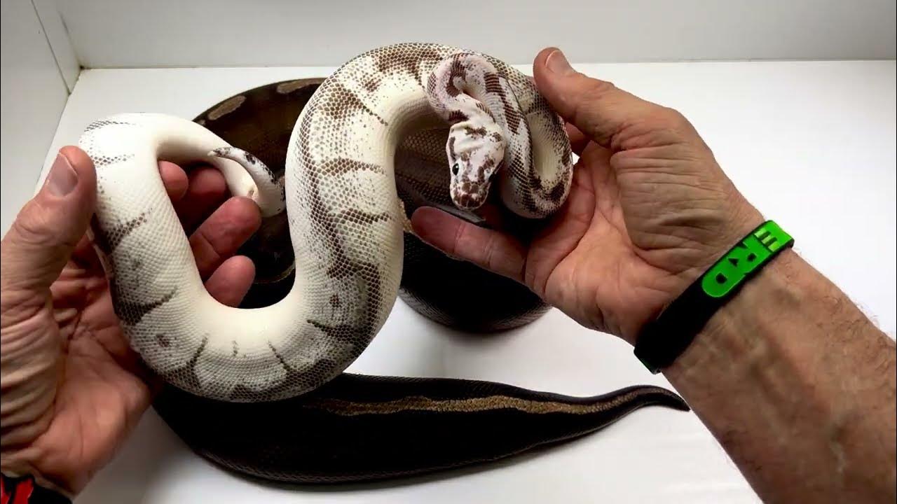 Ball Pythons Genetics You Never heard of! - YouTube