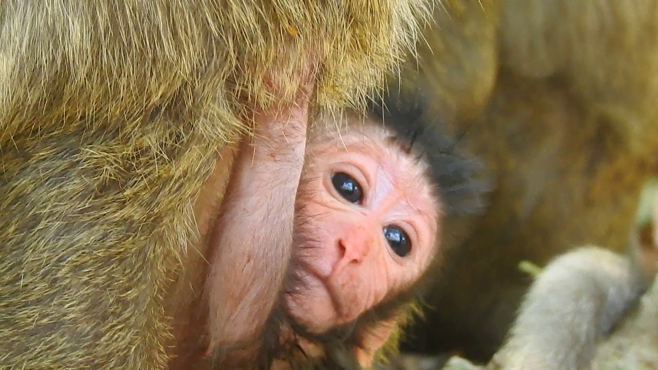 Cute face and pink face very cute boy / Monkey Post - YouTube