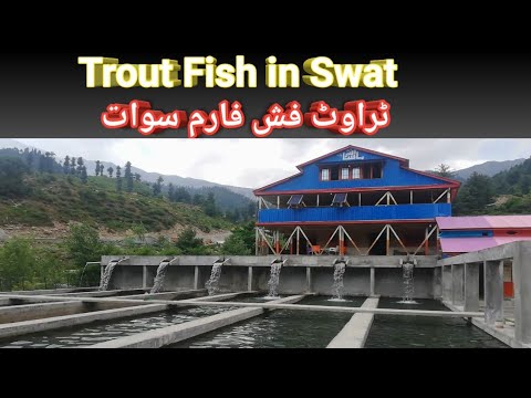 Trout Fish in Gabin Jabba | Trout Fish in Swat | Trout Fish in Pakistan ...