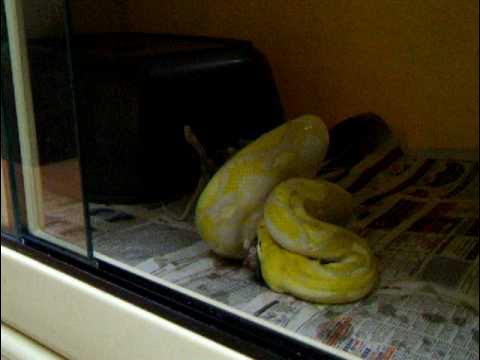 feeding reticulated python - YouTube