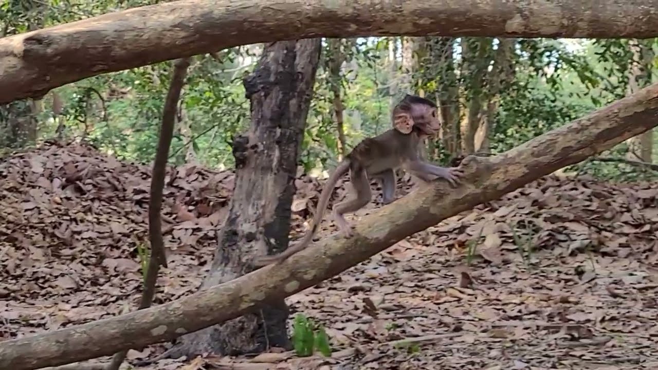 lukky boom boom monkey Jade? - YouTube