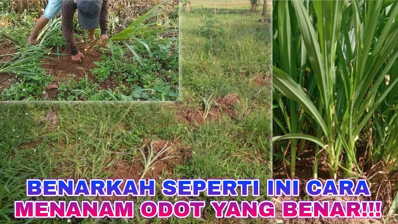 Benarkah cara saya ini ll menanam rumput odot jarak 1x 2m plus rumput ...