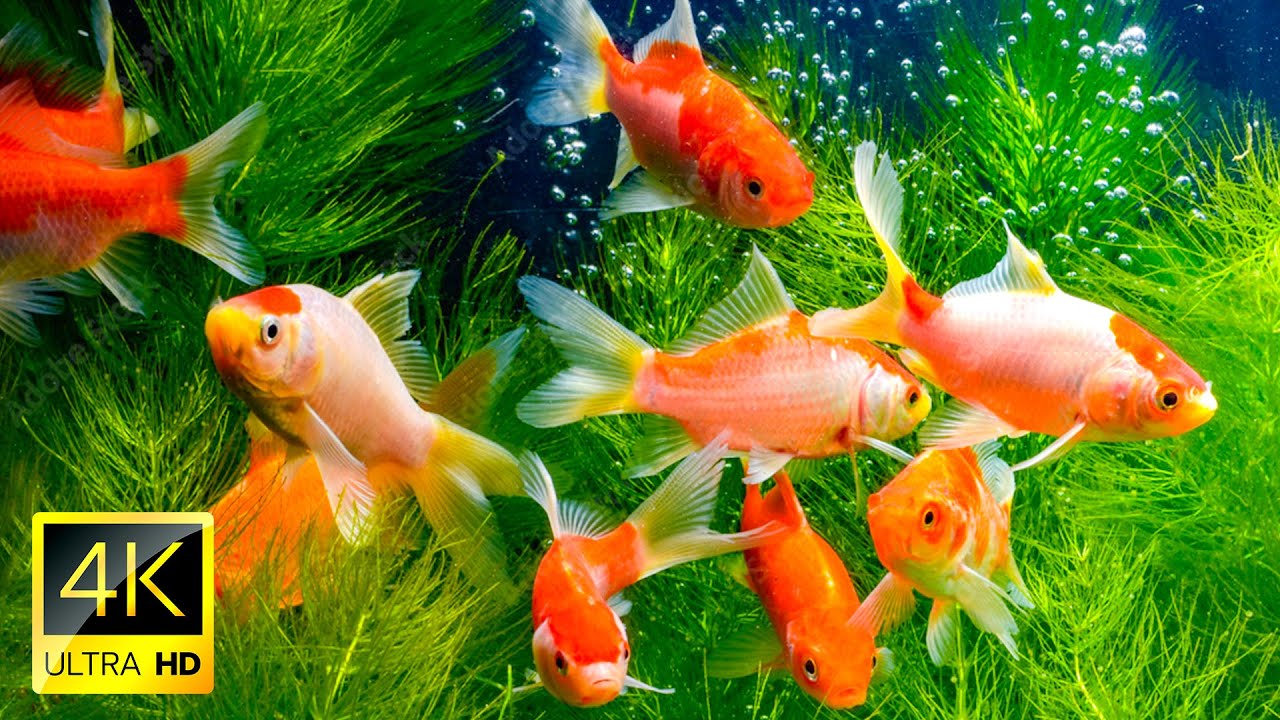 Ocean 4K - Sea Animals for Relaxation, Beautiful Coral Reef Fish in ...