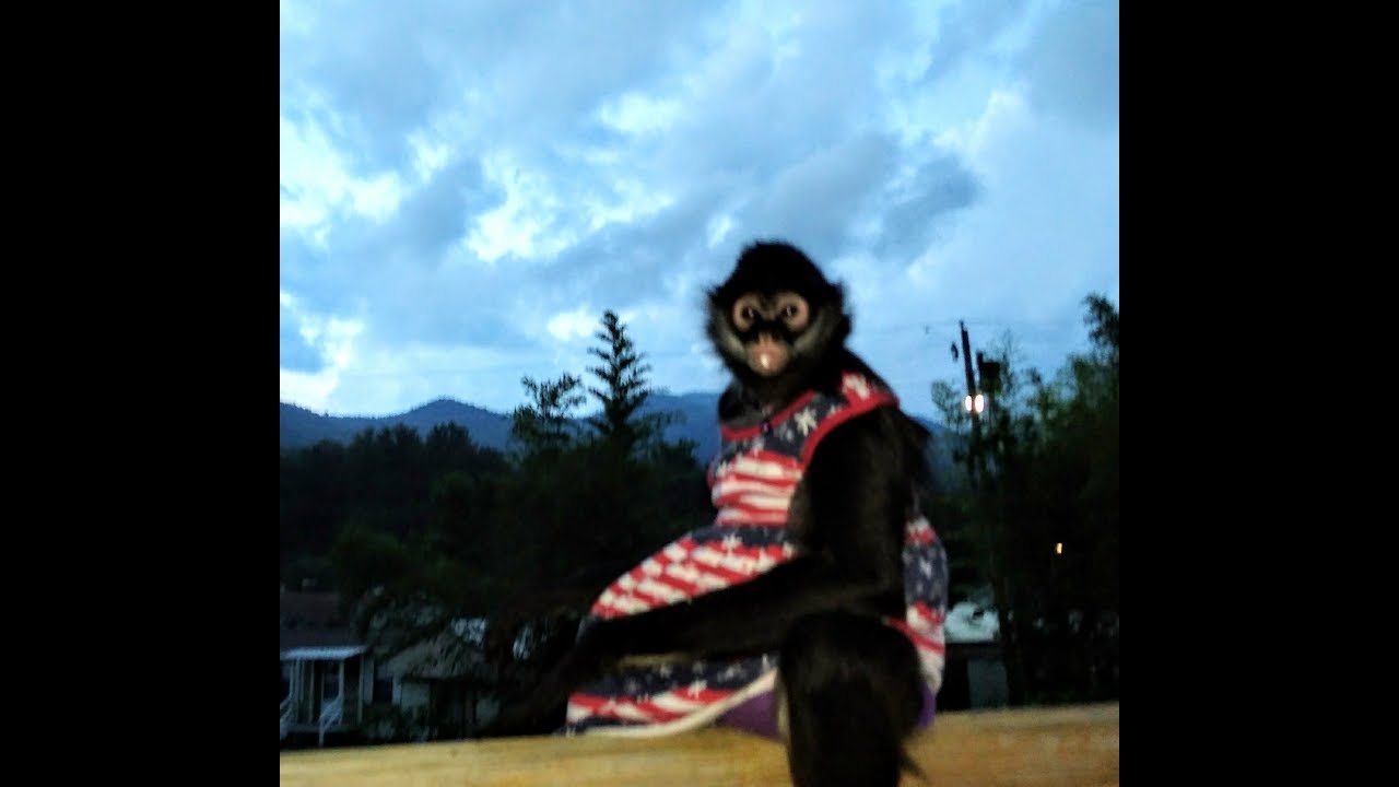 Spanky Monkey visits outside bar, "Drinkng Monkey"? - YouTube