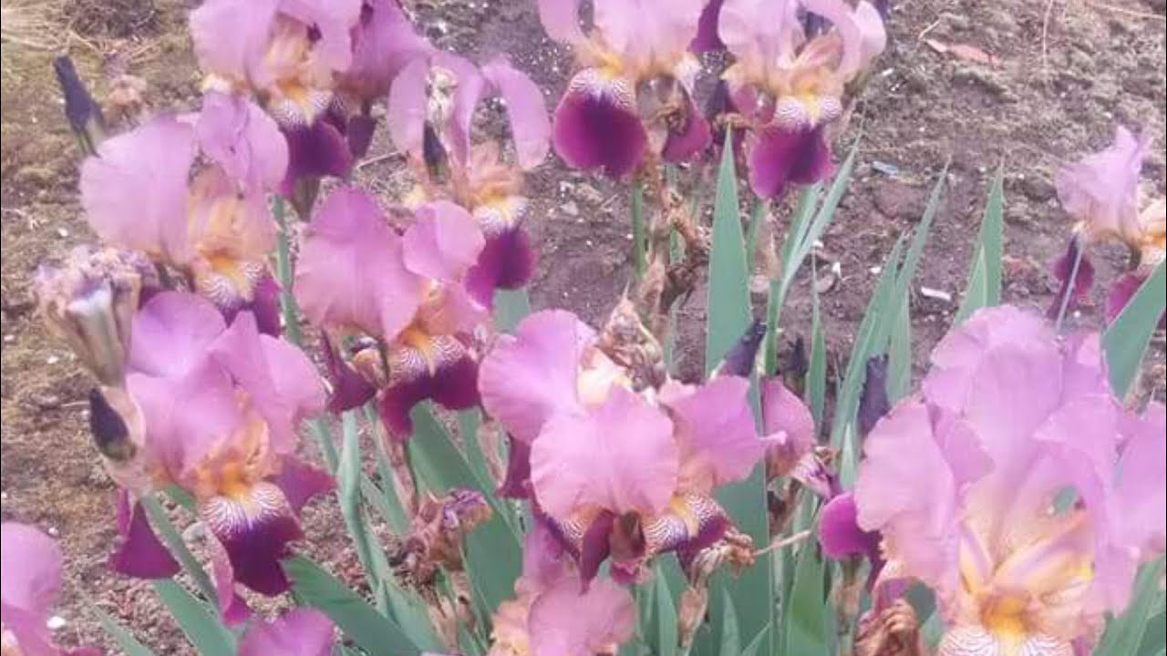 Stanjenei sau iris, flori superbe din natura citeste descrierea - YouTube