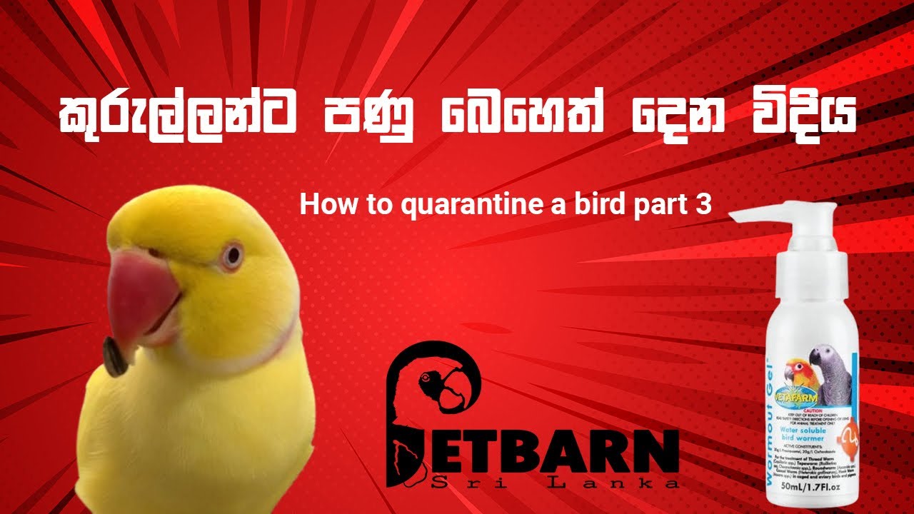 Deworming in birds -quarantine part 03 - YouTube