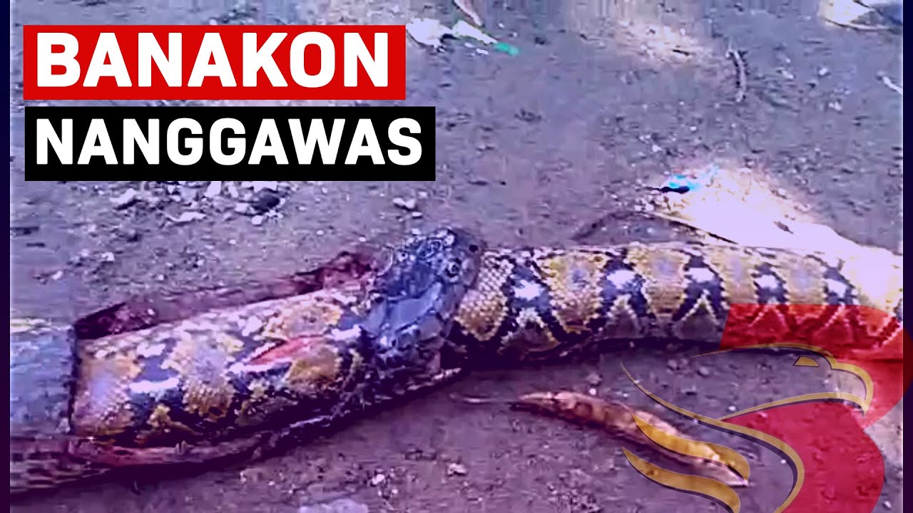 Pagpanggawas sa mga banakon sa North Cotabato, gikabalak-an – Brigada ...