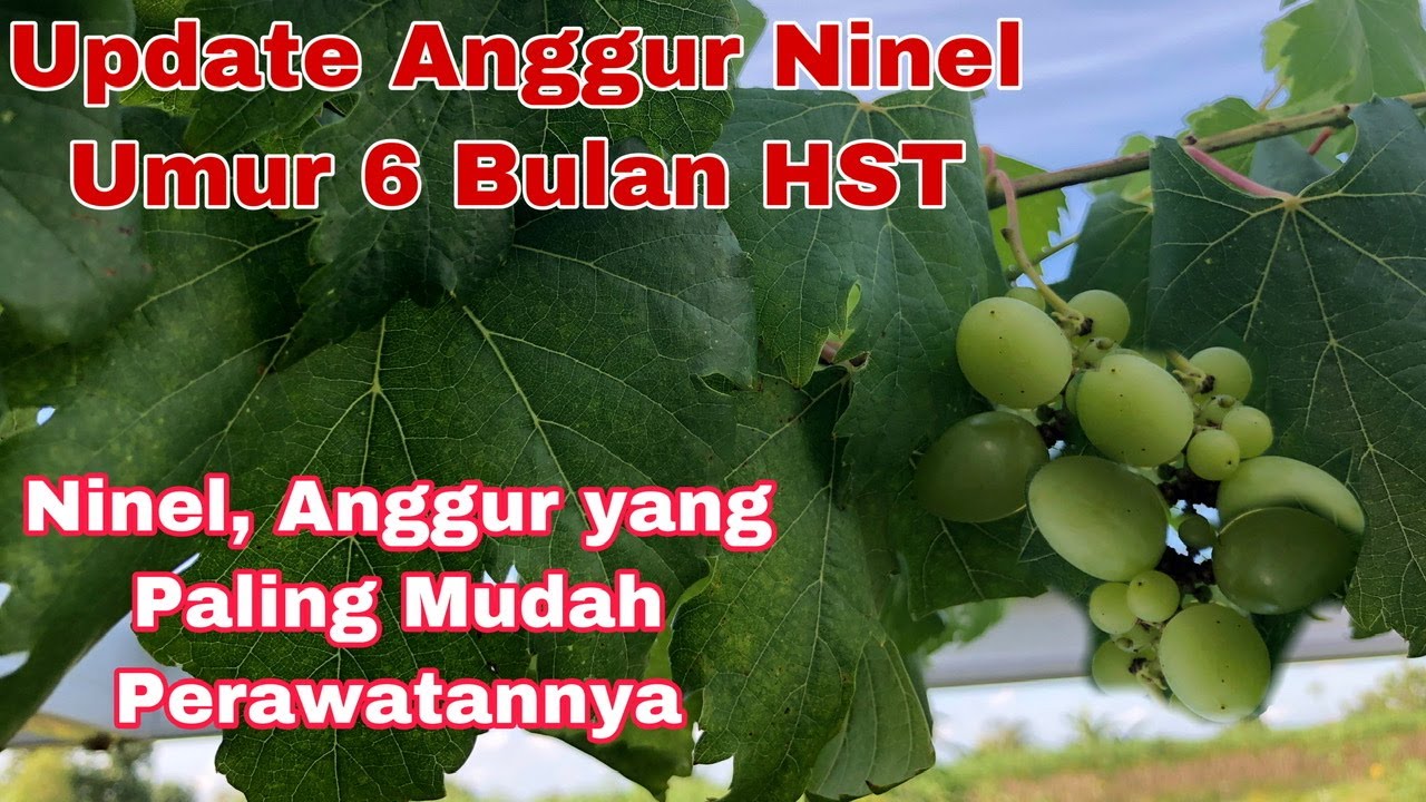 Update Anggur Ninel 6 Bulan HST - Anggur Paling Mudah Perawatannya ...