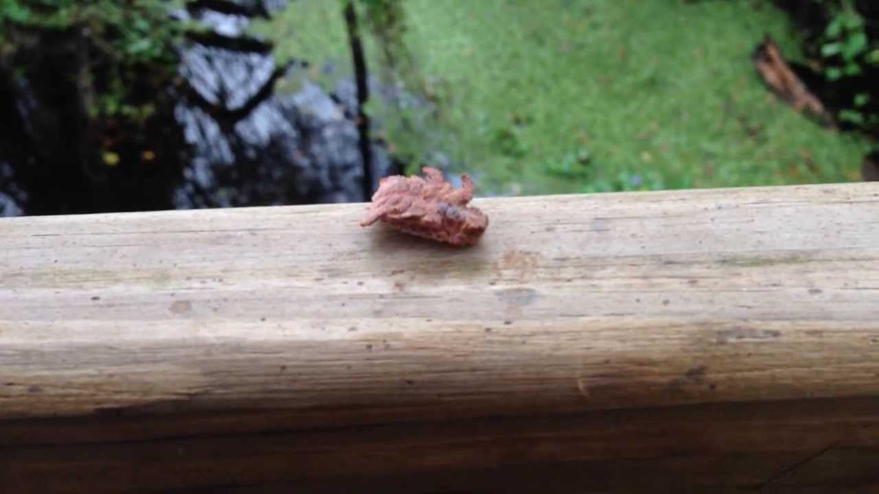 Monkey Slug Caterpillar - YouTube
