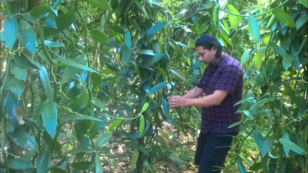 Vanilla stems for the propagation | Vanilla Beans Farmers Sri Lanka ...