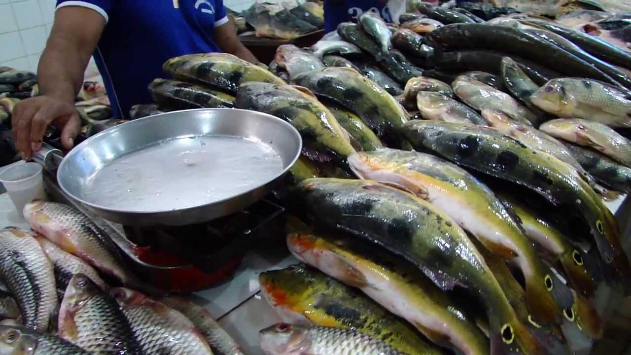 MERCADO DE PEIXE,EM TEFÉ - AMAZÔNIA - YouTube