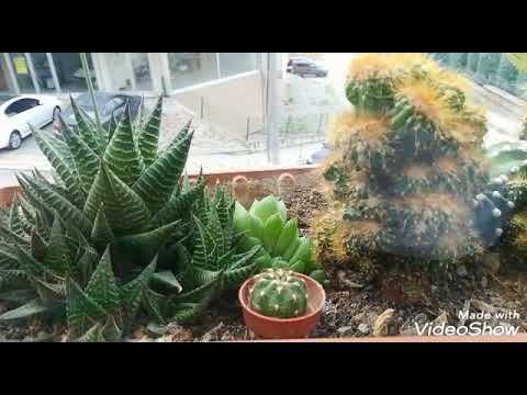 ❌ SUKULENTLERİMLE GÜNAYDIN 💚TEMİZLİK VLOG😎EVİMİ NASIL TOPLADİM🧐 MİSAFİRLERİMİZ KİM❤️