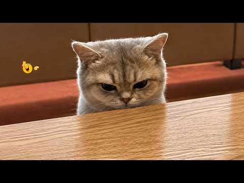 Best Cat Moments 🐈 | TRY NOT TO LAUGH – FUNNY Cat FAILS Compilation 😹😂
