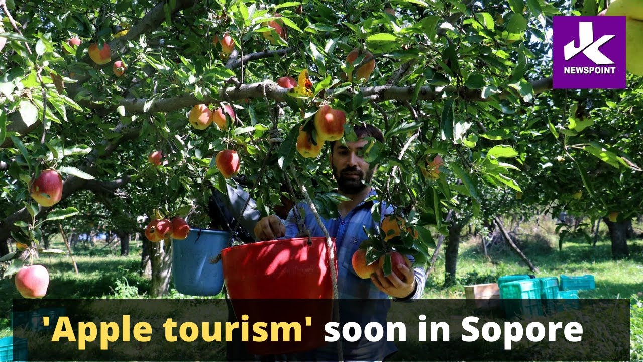 'Apple tourism' soon in Sopore. - YouTube