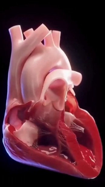 3d animation of Heart pumping #humanbody #3danimation #shorts - YouTube