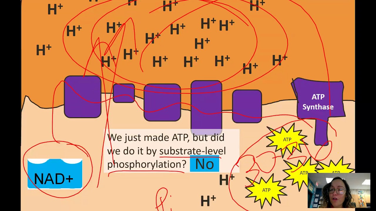 Oxidative Phosphorylation and Fermentation - YouTube