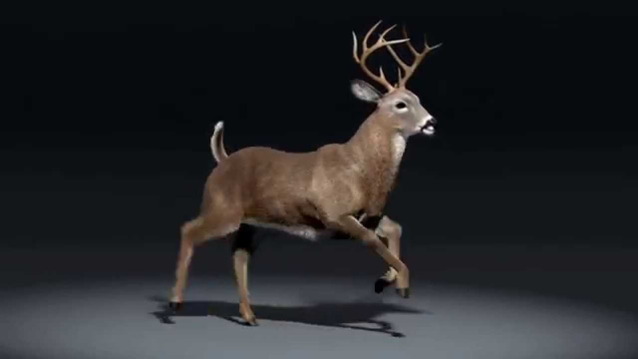 deer run cycle animation - YouTube