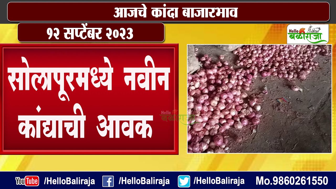 Solapur kanda bhav 12 spetember। chandvad। kalvan । kanda bajar bhav ।@ Hello Baliraja । - YouTube