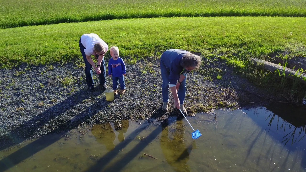 Catching Tadpoles - YouTube