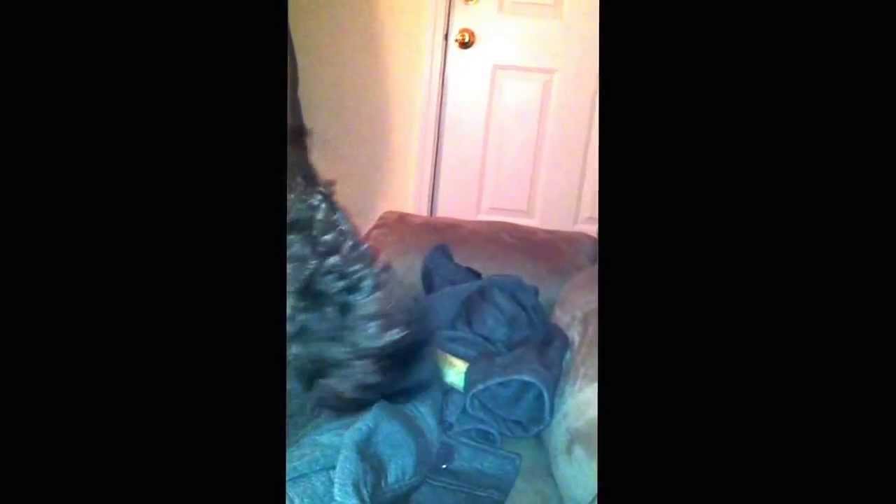Cricket burying his bone. - YouTube