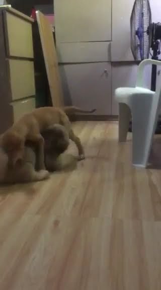 another playtime with Bahbah & Billie - YouTube