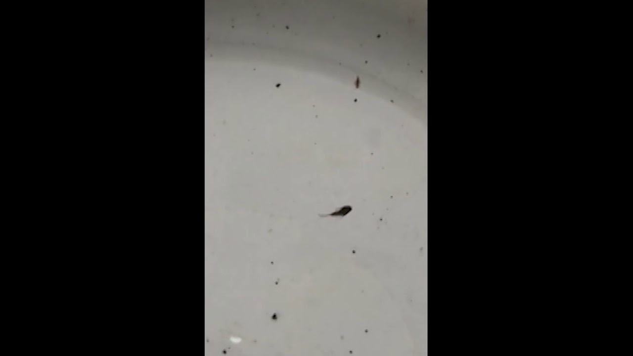 Mayfly Tails (Cerci) and Movement - YouTube