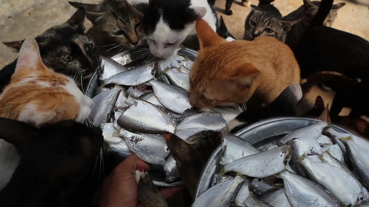 Many Cat And Kitten Eating Raw fish, kitten eating fish so Hungry - YouTube