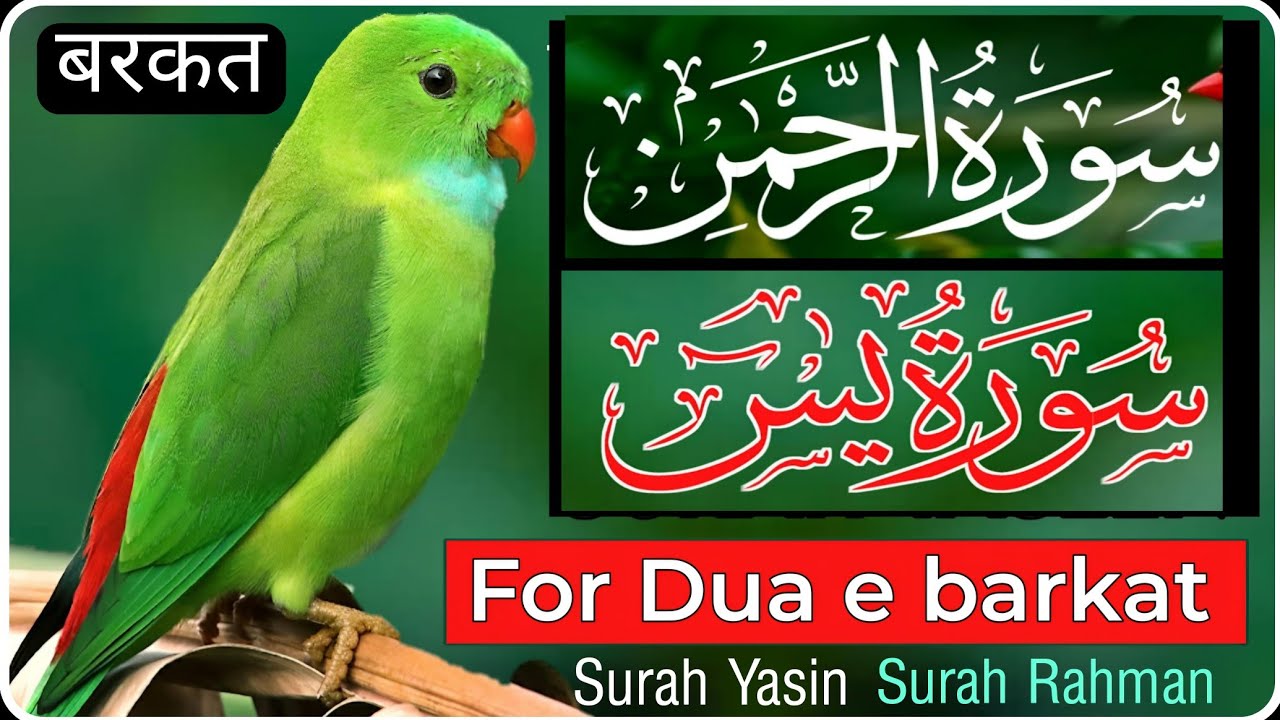 surah Yasin (Yaseen) for karobar barkat | Quran ki tilawat | surah Rahman For Rozi me barkat ...