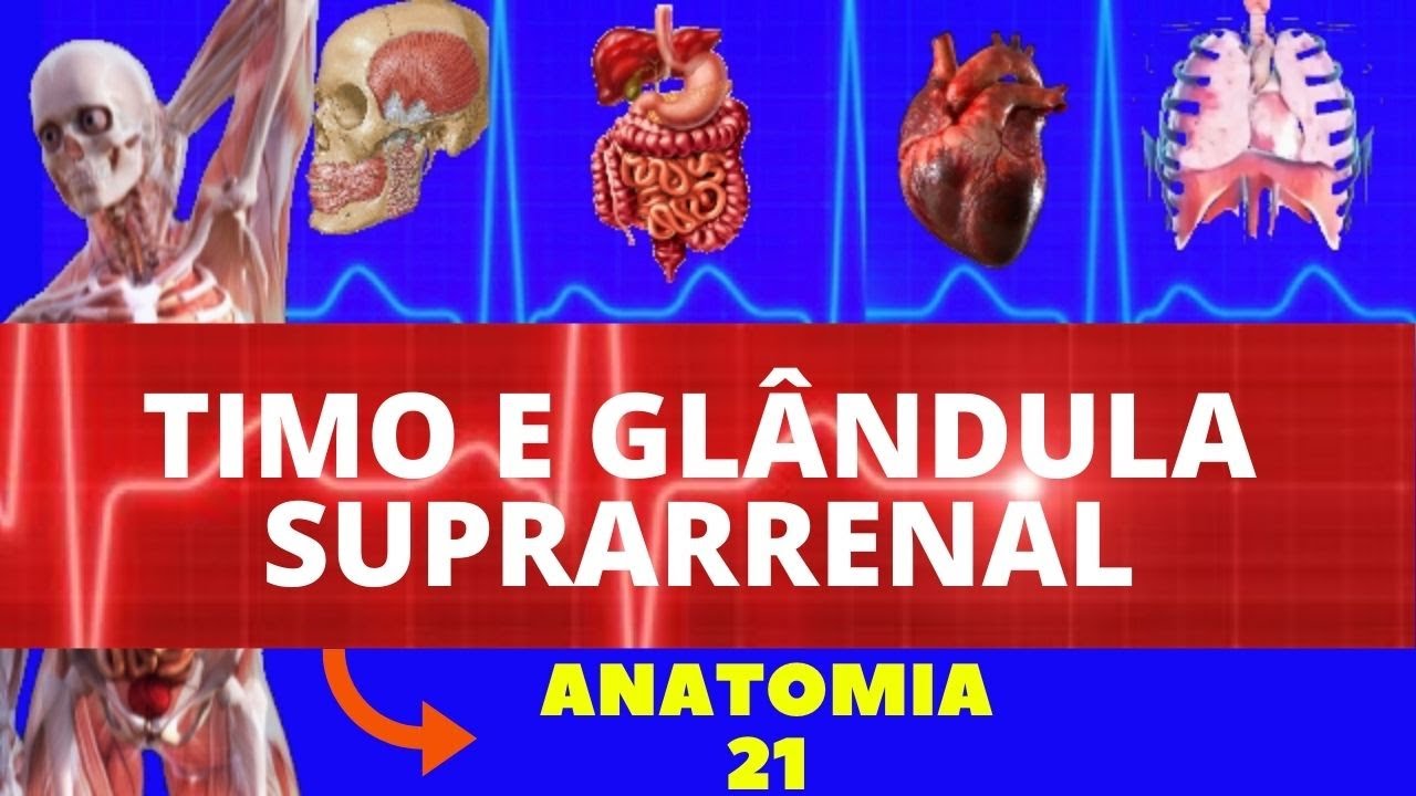 ANATOMIA DO TIMO E GLÂNDULA SUPRARRENAL (ANATOMIA HUMANA) #ANATOMIA ...