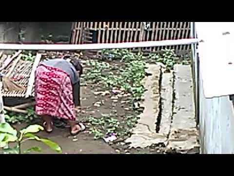 bumil..tua setengah baya