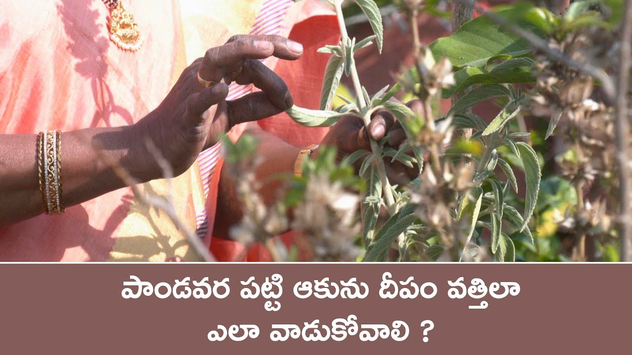Pandavara batti aaku deepam vathila ela vaadukovali?| Perati Ruchulu ...