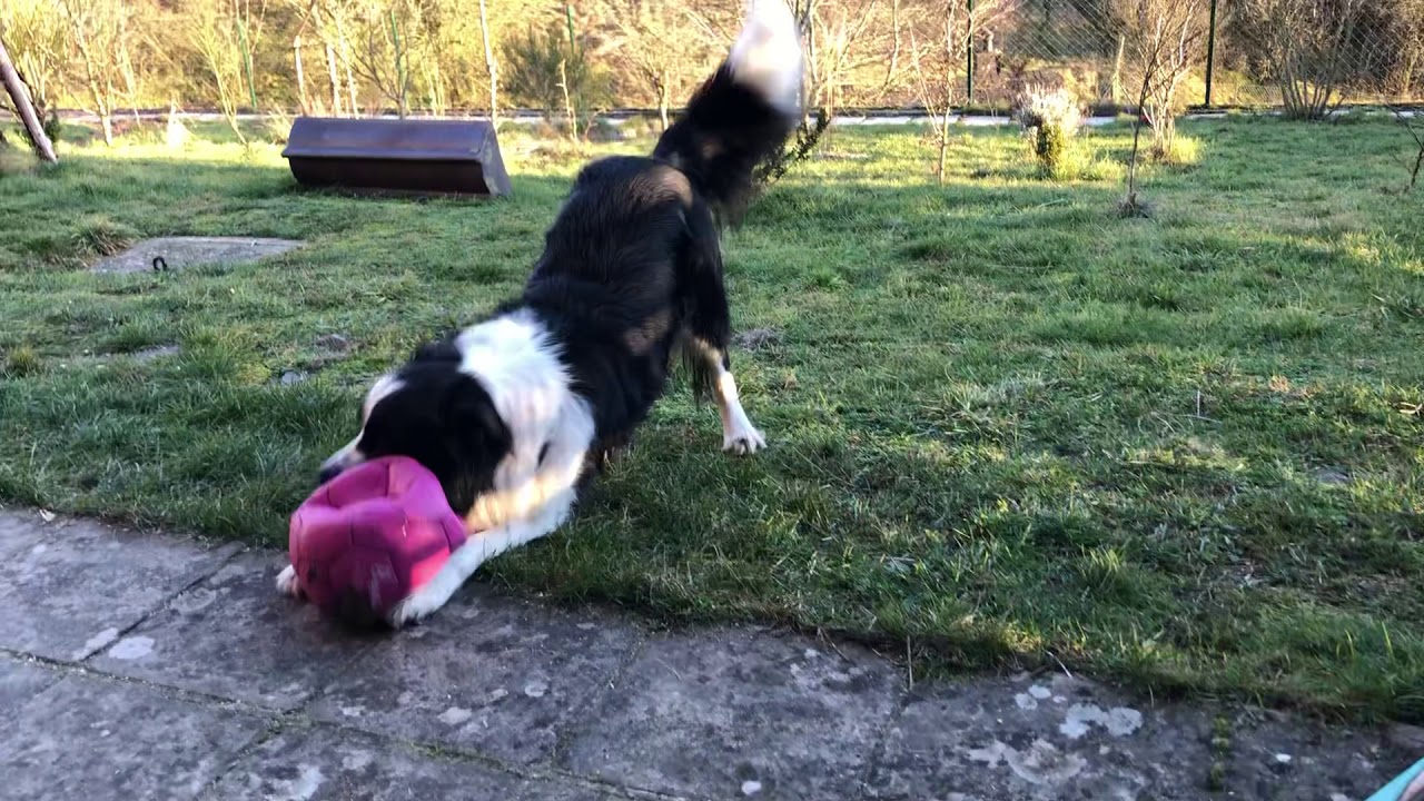 Snuppi ein guter Torhüter, ist schwer zu überlisten. - YouTube