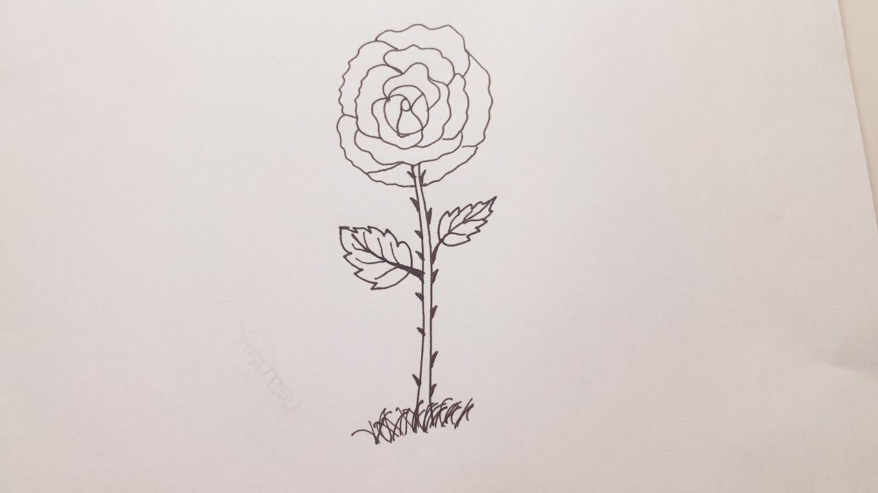 Rose Drawing Easy | How to Art rose | Golap ful aka | Beautiful Rose ...